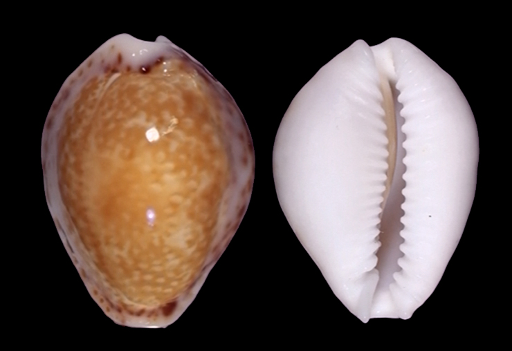 Peter Stahlschmidt - Cowries.de