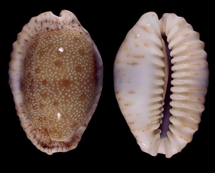 Peter Stahlschmidt - Cowries.de